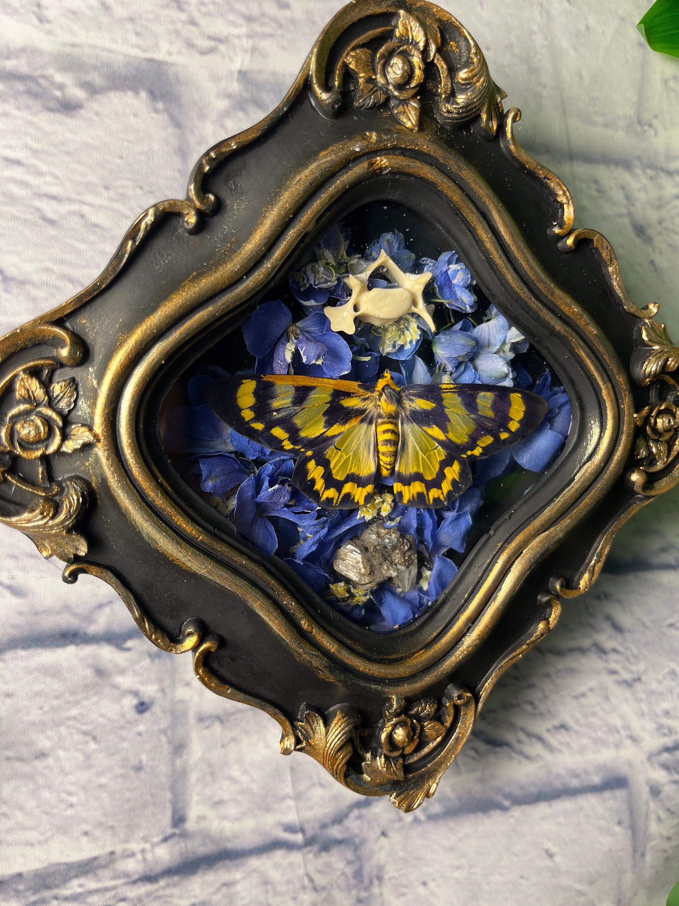 Real Taxidermy Four O'clock Moth dysphania Numana, Ornate Black and ...