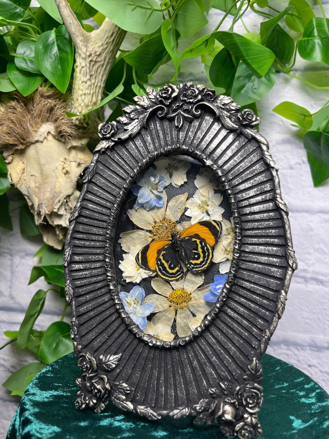 Real Taxidermy Callicore Butterfly in Gothic Table Top Shadowbox ...