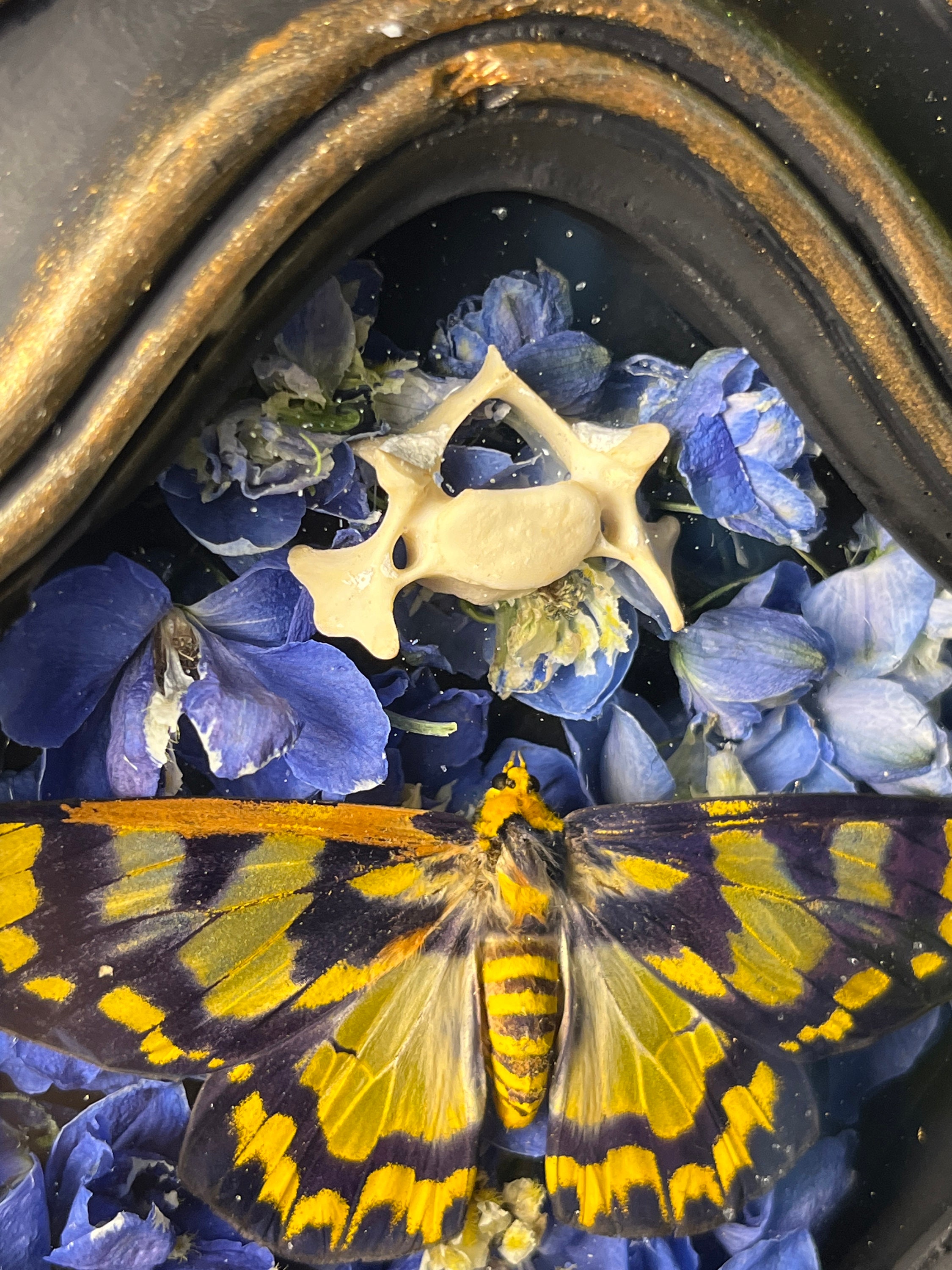 Real Taxidermy Four O'clock Moth dysphania Numana, Ornate Black and Gold Shadowbox With Real ...