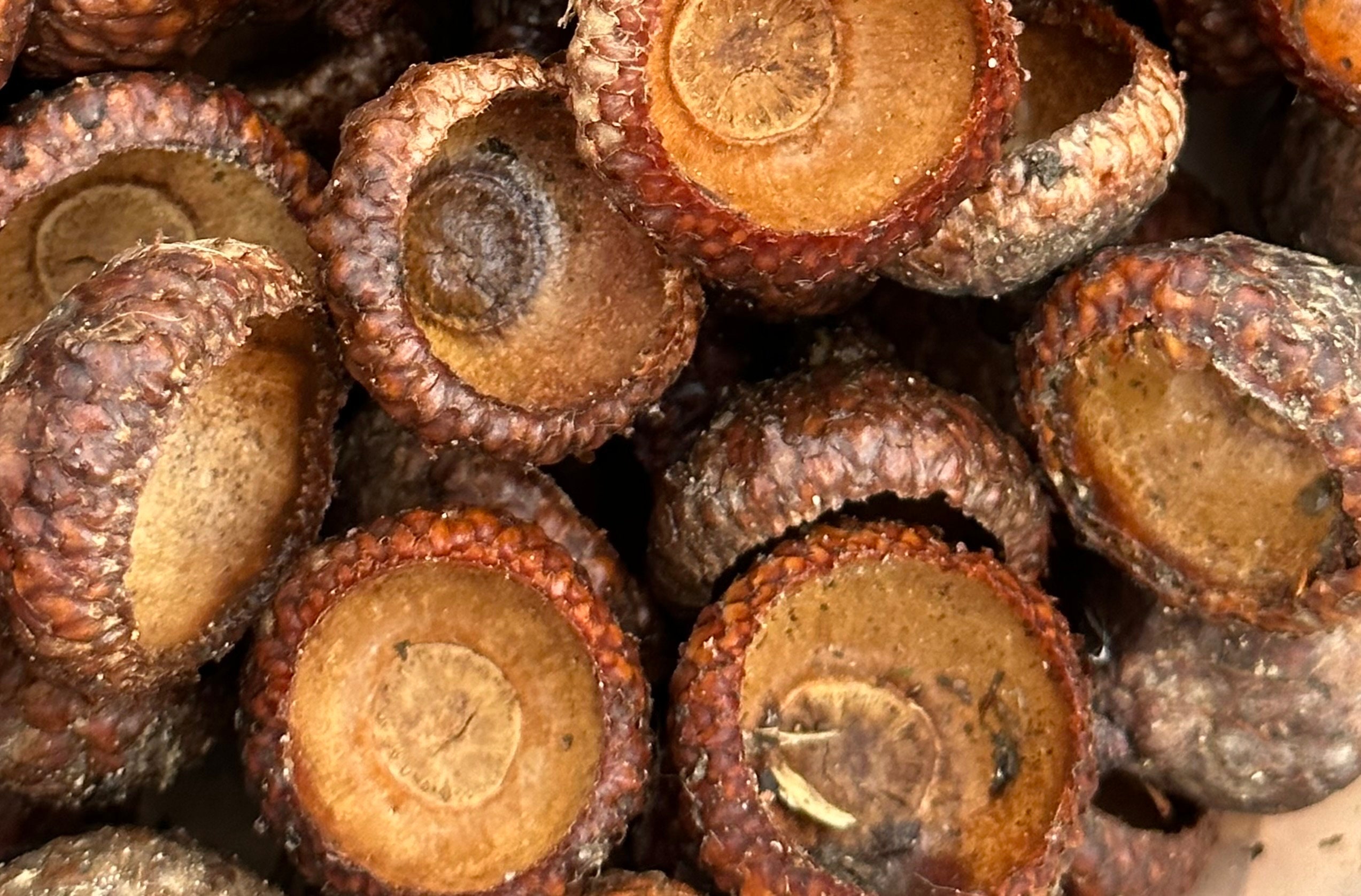 50 Large 2023 Acorn Caps. All Natural Northeast Alabama Acorns Caps ...