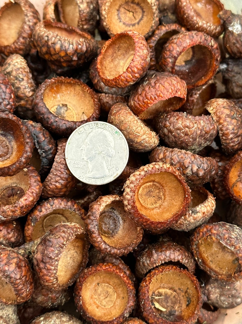 50 Large 2023 Acorn Caps. All Natural Northeast Alabama Acorns Caps ...