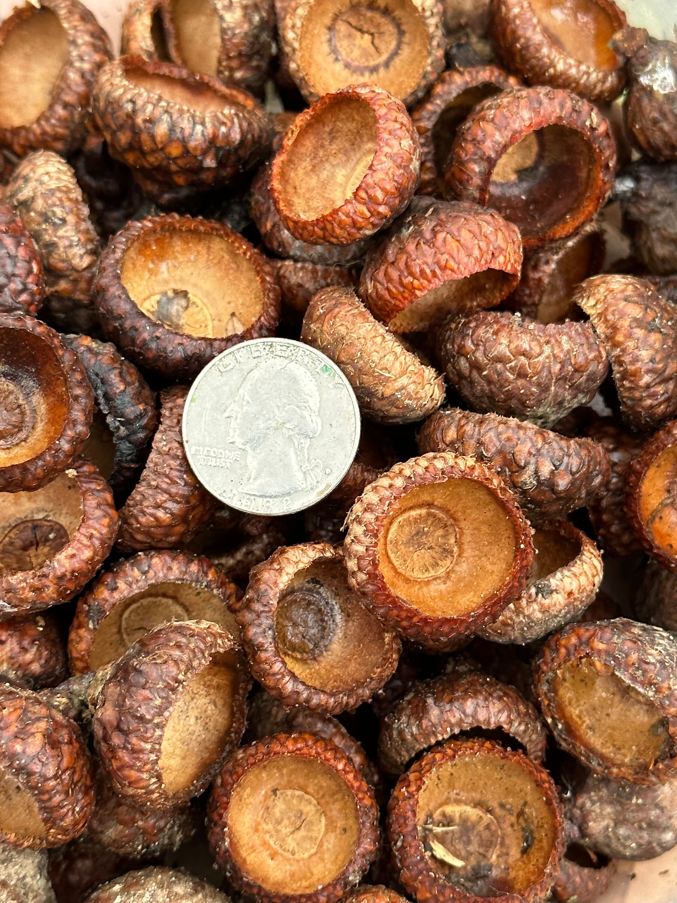 50 Large 2023 Acorn Caps. All Natural Northeast Alabama Acorns Caps ...