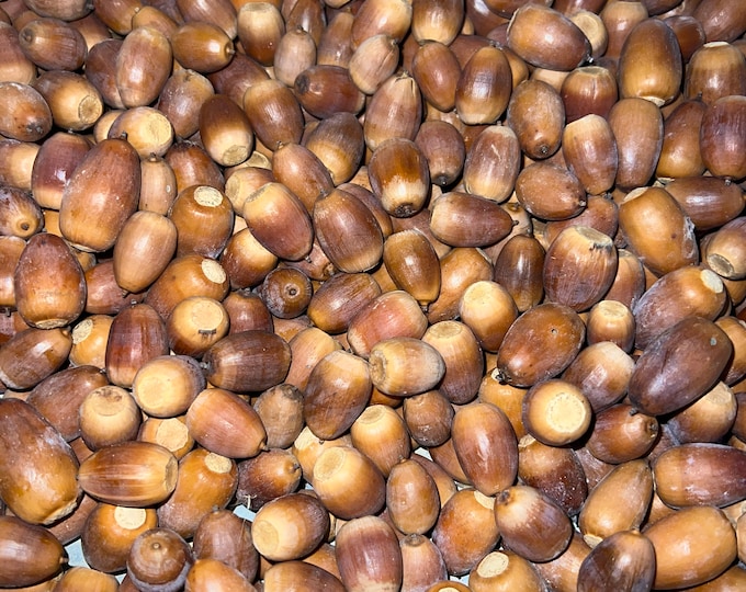 5lb Large Fresh Acorns to Feed Squirrels and Deer. Make Fall Crafts and ...
