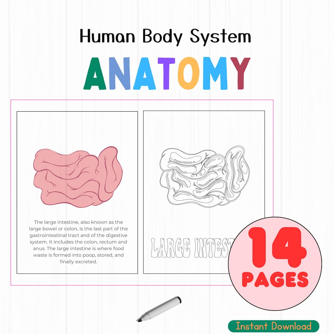 Human Anatomy Printable Coloring Pages, for Preschool, Kindergarten ...