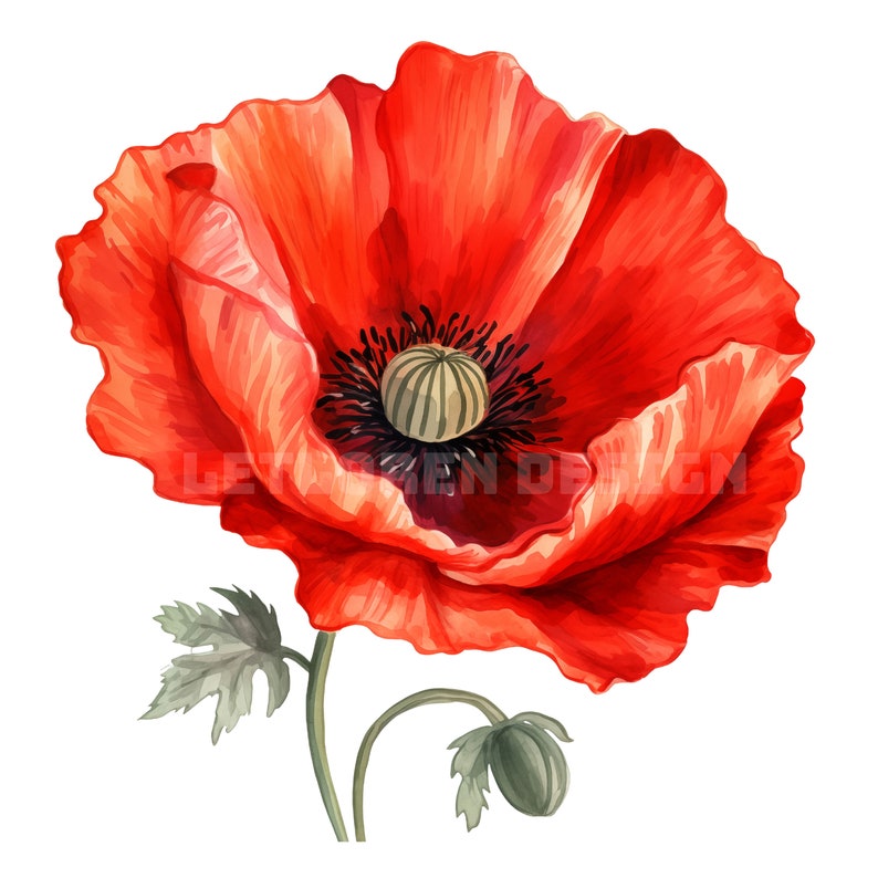 Poppies Clipart, 10 High Quality Pngs, Botanical Art, Poppies ...