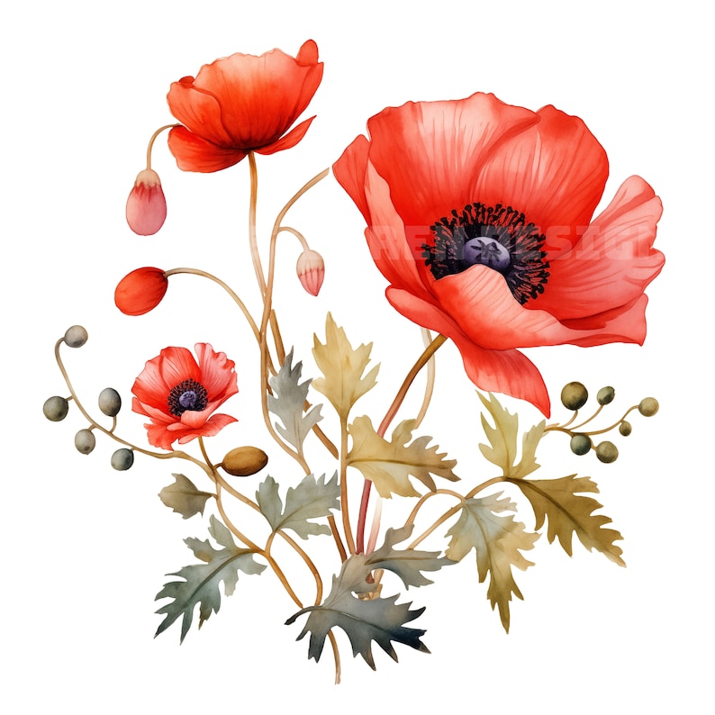Poppies Clipart, 10 High Quality Pngs, Botanical Art, Poppies ...