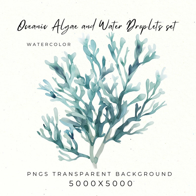 Oceanic Algae and Water Droplets PNG Clipart Set - High-quality ...