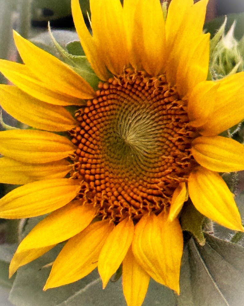 Sunflowers for Digital Downloading to Pictures, Wallpaper and ...