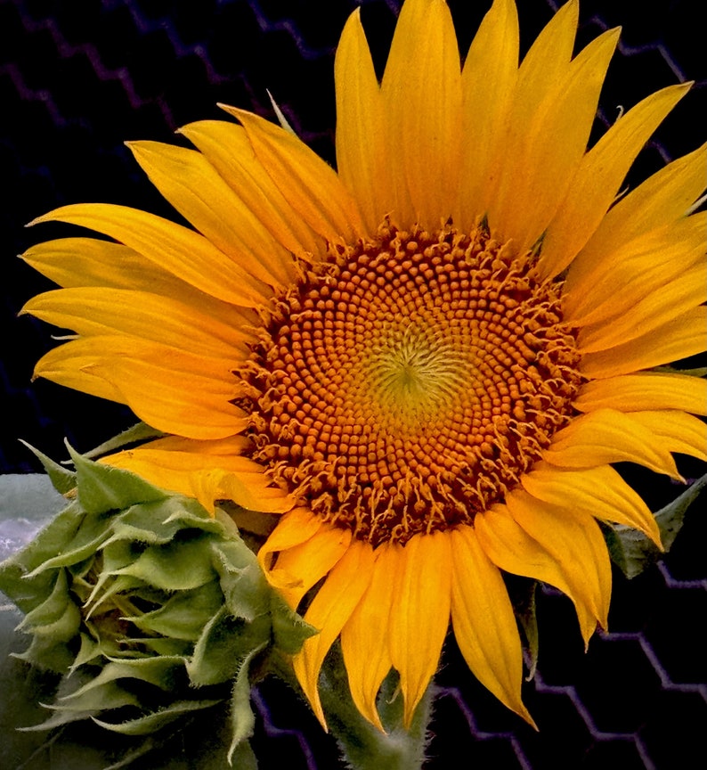 Sunflowers for Digital Downloading to Pictures, Wallpaper and ...
