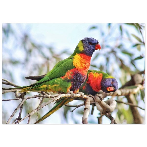Bird Poster - Etsy Australia