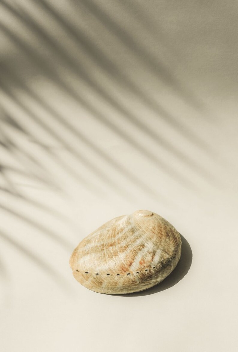 Abalone Shell Ocean-inspired Homeware Handpicked, Sustainable Perfect ...