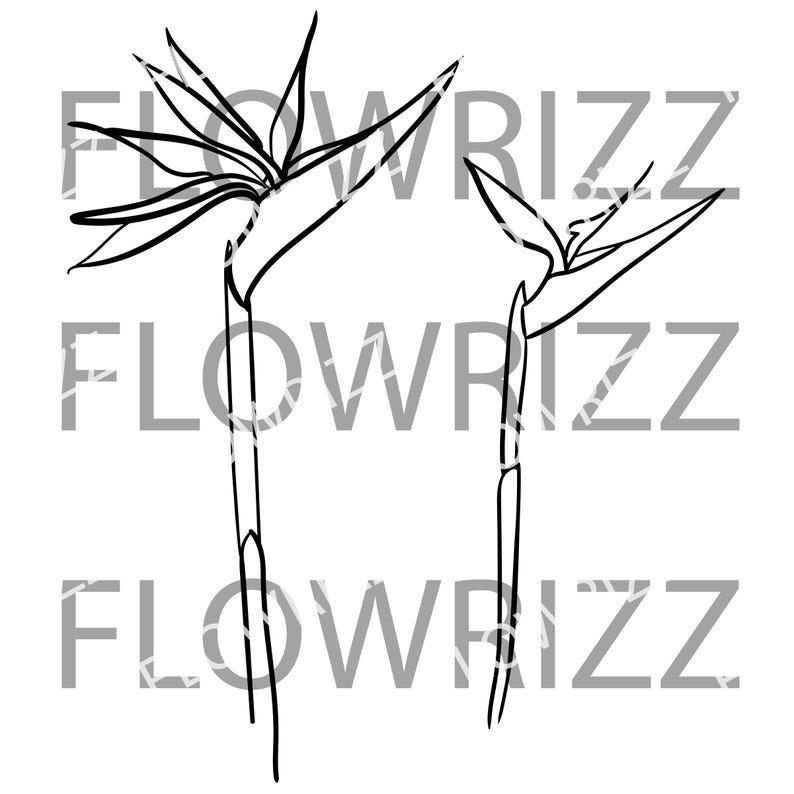 Birds of Paradise Set - Birds of Paradise Flower Set - Birds of ...