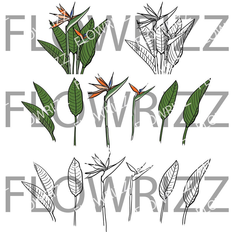 Birds of Paradise Set - Birds of Paradise Flower Set - Birds of ...