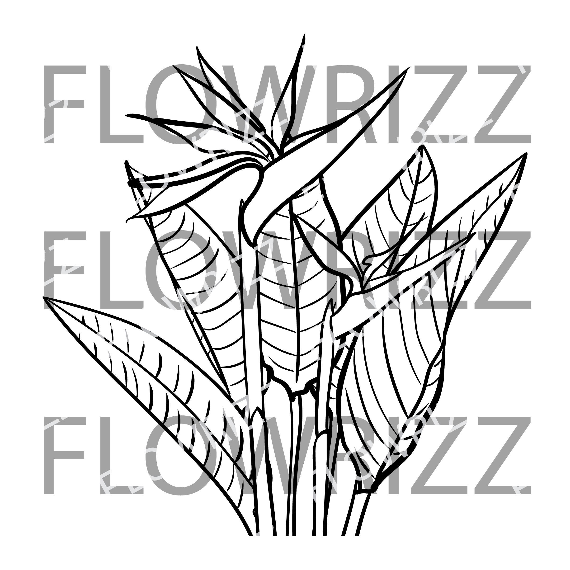 Birds of Paradise Set - Birds of Paradise Flower Set - Birds of ...