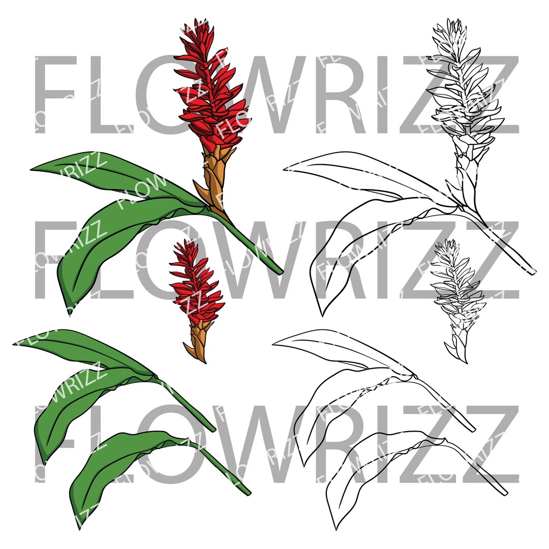 Red Ginger Set - Hawaiian Red Ginger Set - Clip Art - Svg, Eps, Pdf ...