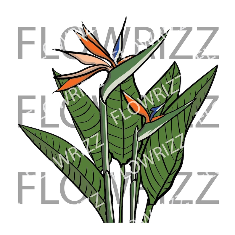 Birds of Paradise Set - Birds of Paradise Flower Set - Birds of ...