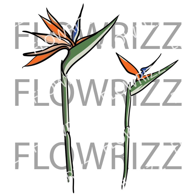 Birds of Paradise Set - Birds of Paradise Flower Set - Birds of ...