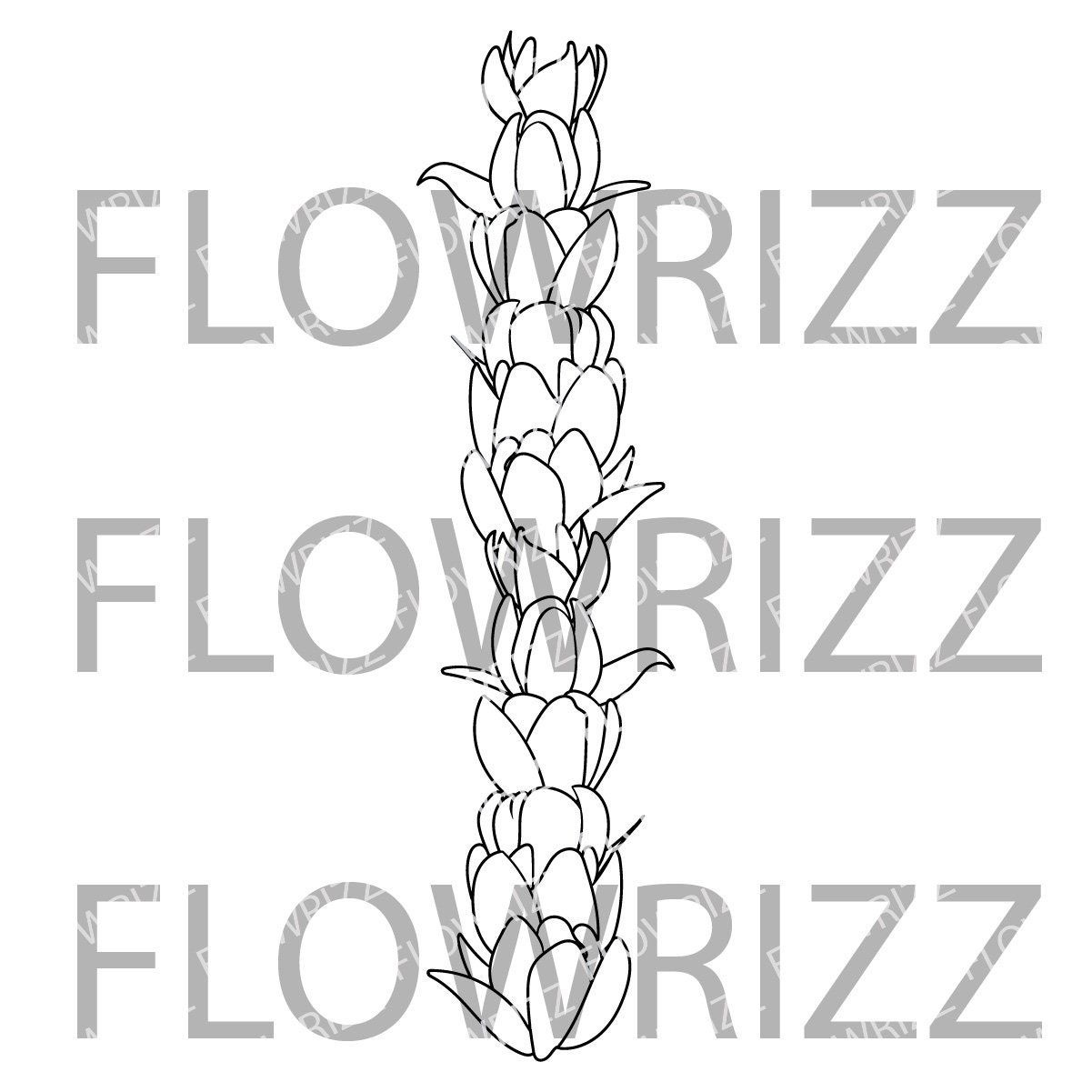 Pikake Lei Flower Set - Pikake Lei Flower Clip Art - Svg, Eps, Pdf, Png ...