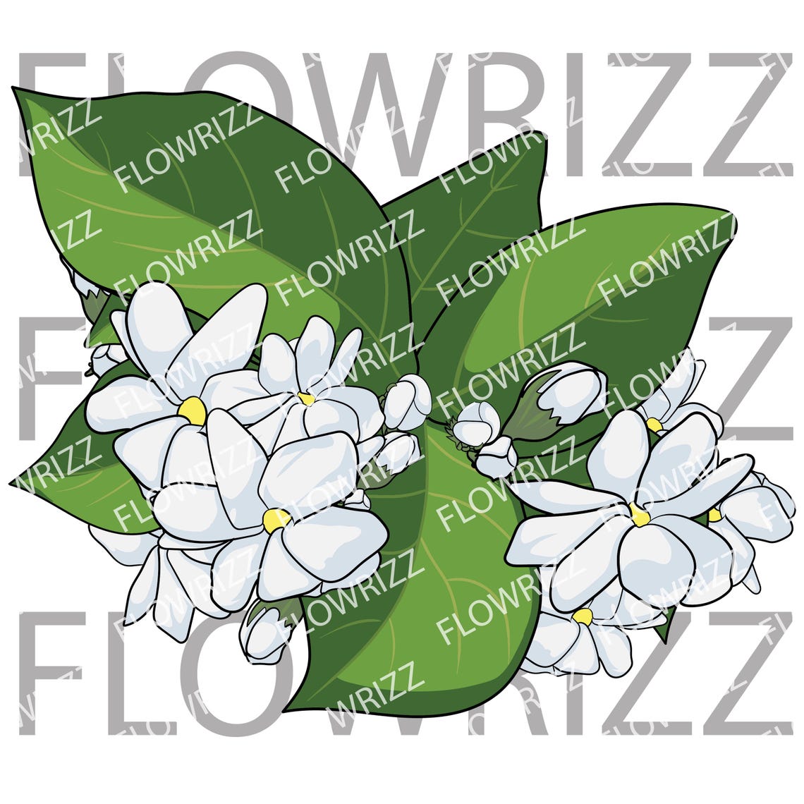 Pikake Flower Bunch Set - Pikake Flower Bunch Clip Art - Svg, Eps, Pdf ...