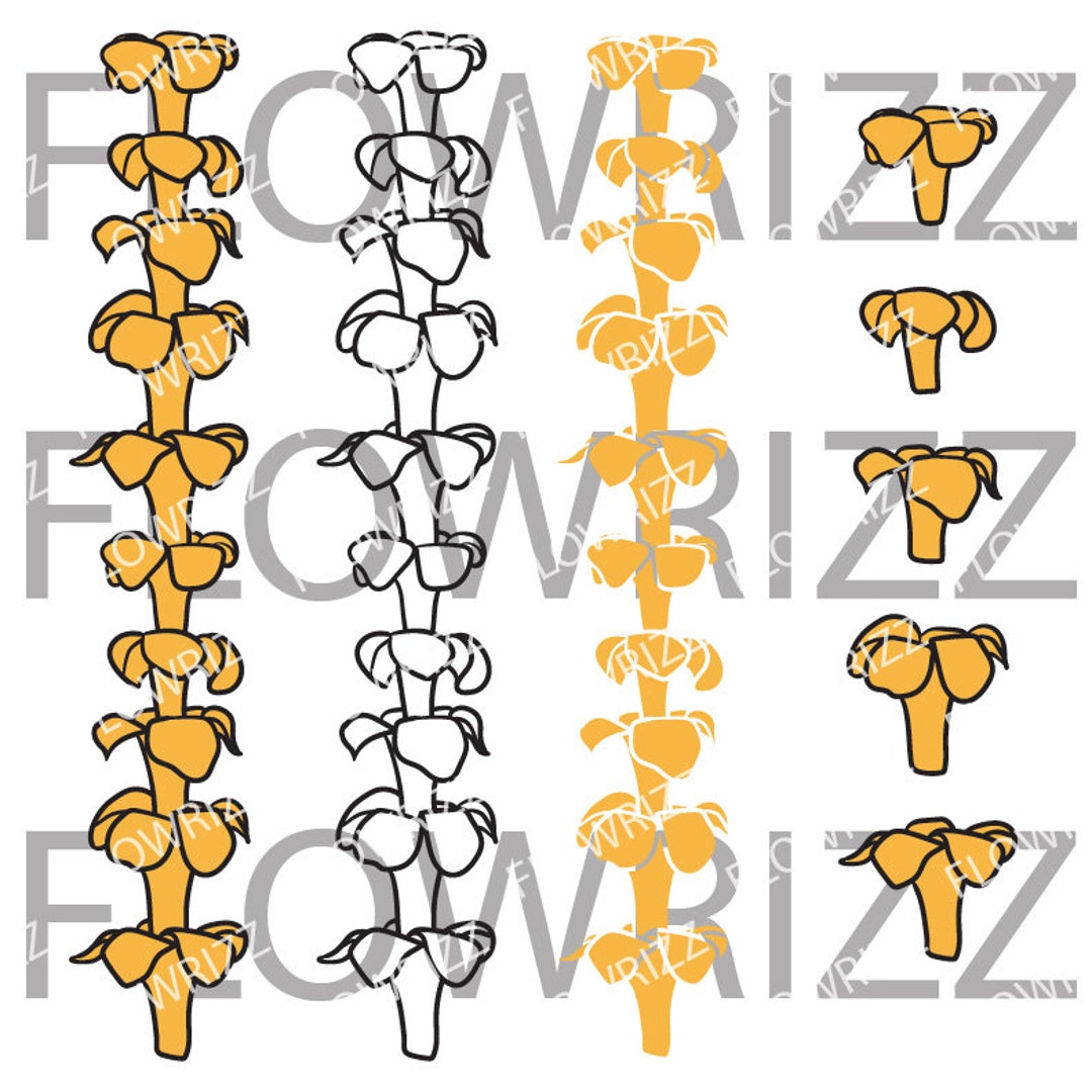 Pua Kenikeni Lei Flower Set - Pua Kenikeni Lei Flower Clip Art - Svg ...
