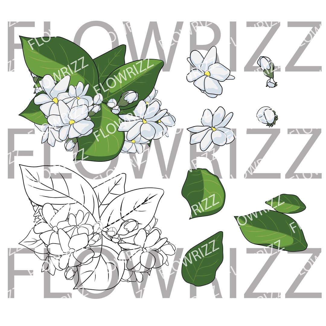 Pikake Flower Bunch Set - Pikake Flower Bunch Clip Art - Svg, Eps, Pdf ...