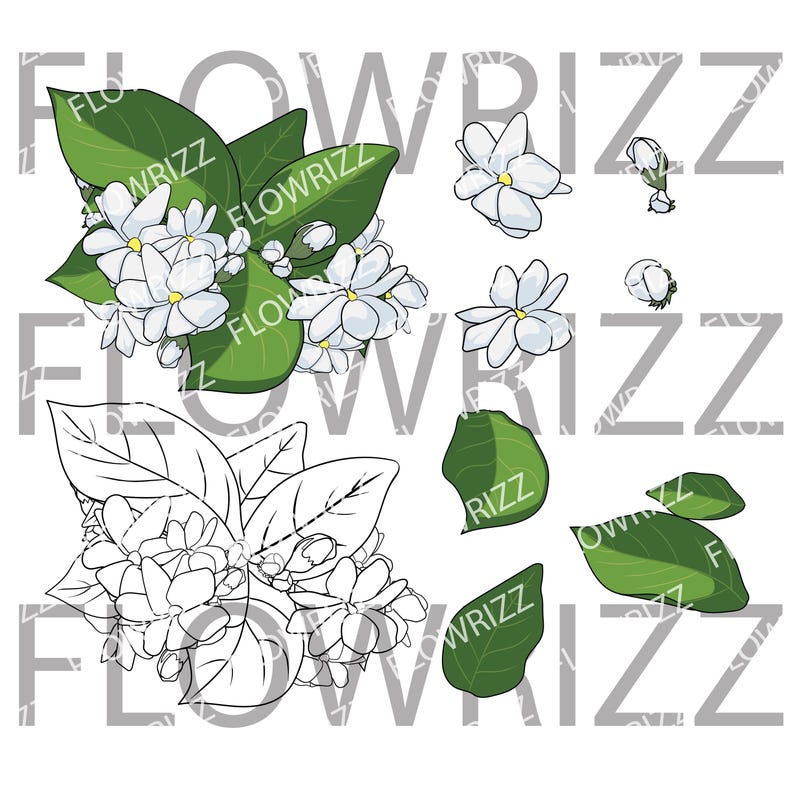Pikake Flower Bunch Set - Pikake Flower Bunch Clip Art - Svg, Eps, Pdf ...