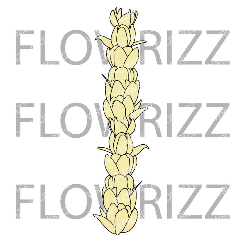 Pikake Lei Flower Set - Pikake Lei Flower Clip Art - Svg, Eps, Pdf, Png ...