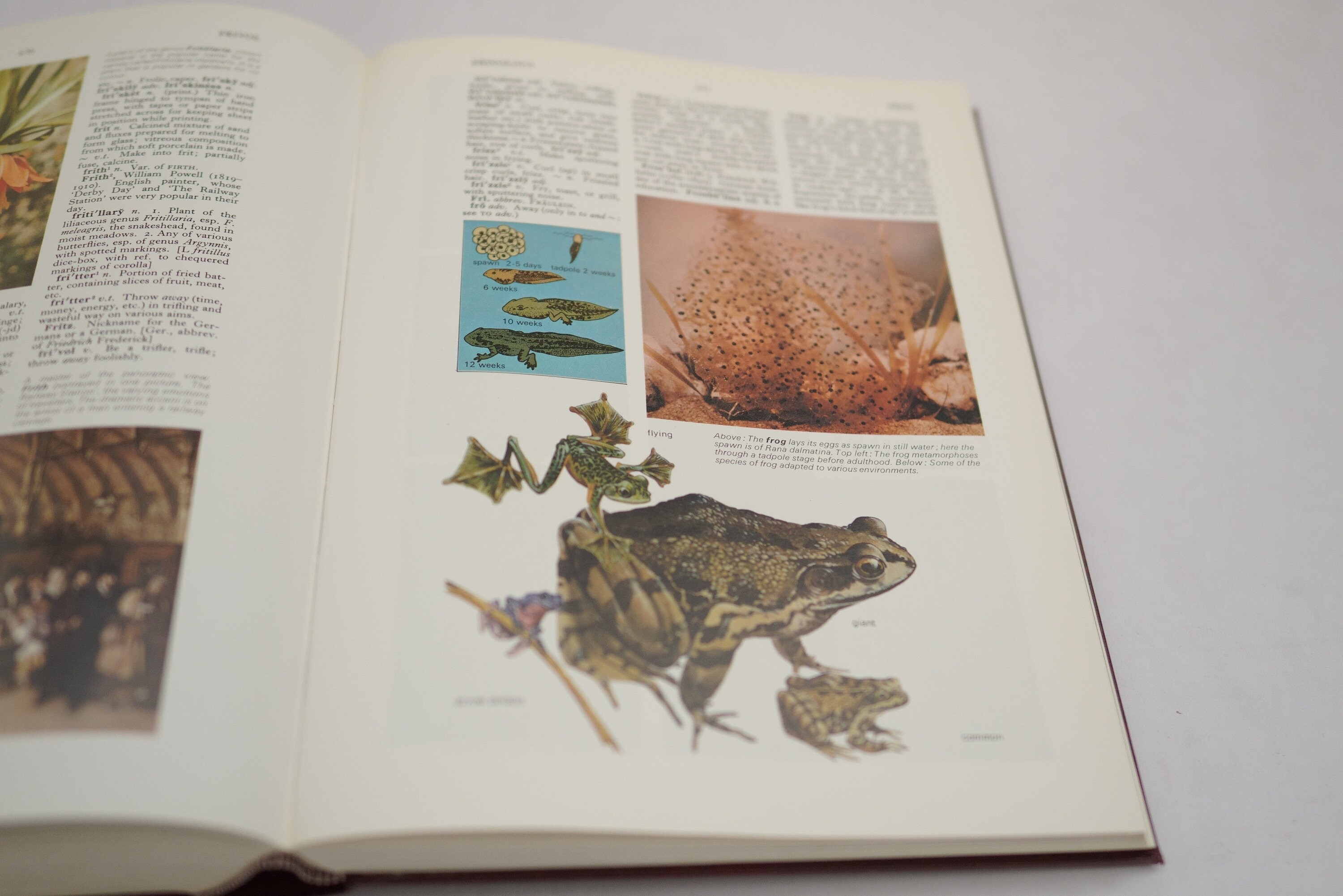 Oxford Illustrated Dictionaries Volume One & Two 0020 - Etsy