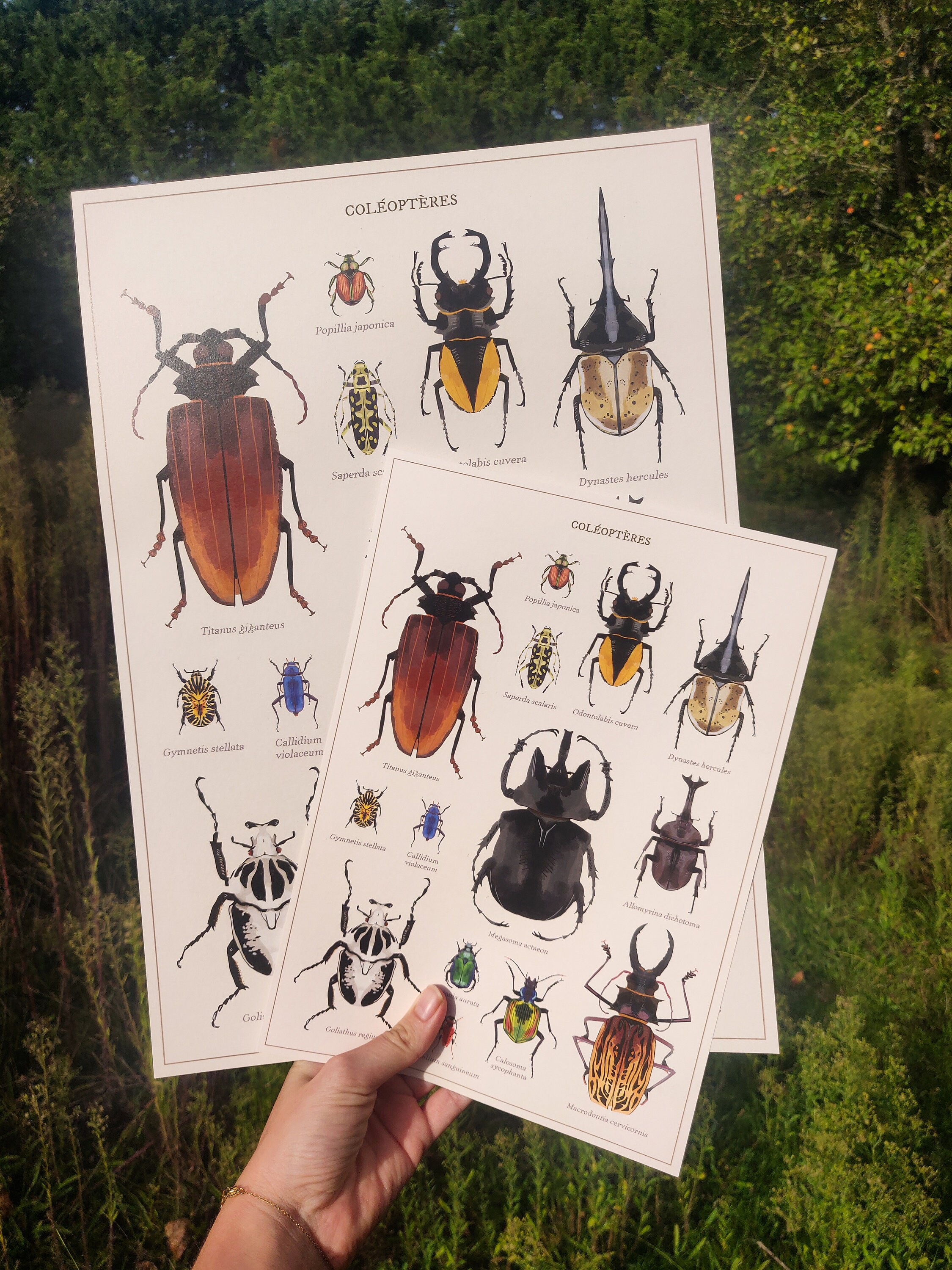 Beetles Poster A4 and A3 Illustrated Poster - Etsy