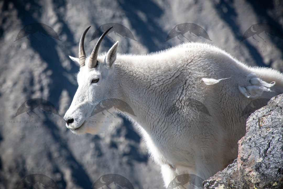 Mountain Goat Photography Breckenridge Colorado Quandary - Etsy