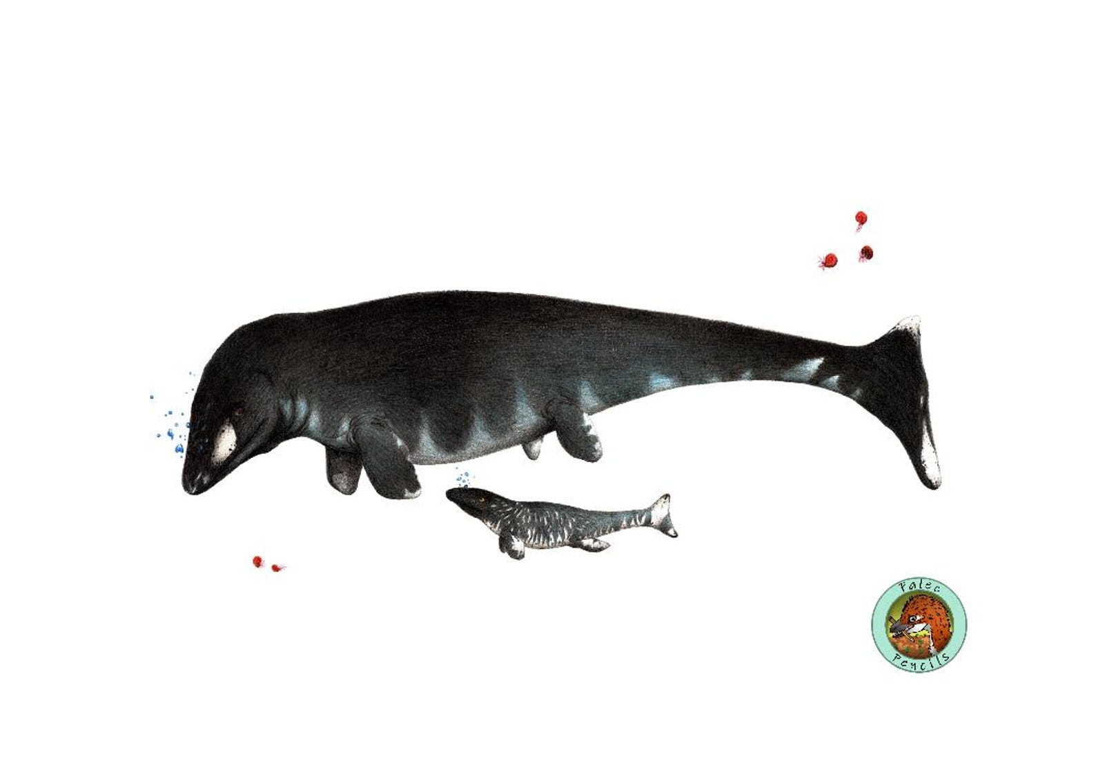 Mosasaurus Unique Prehistoric Mounted Pencil Sketch Print - Etsy