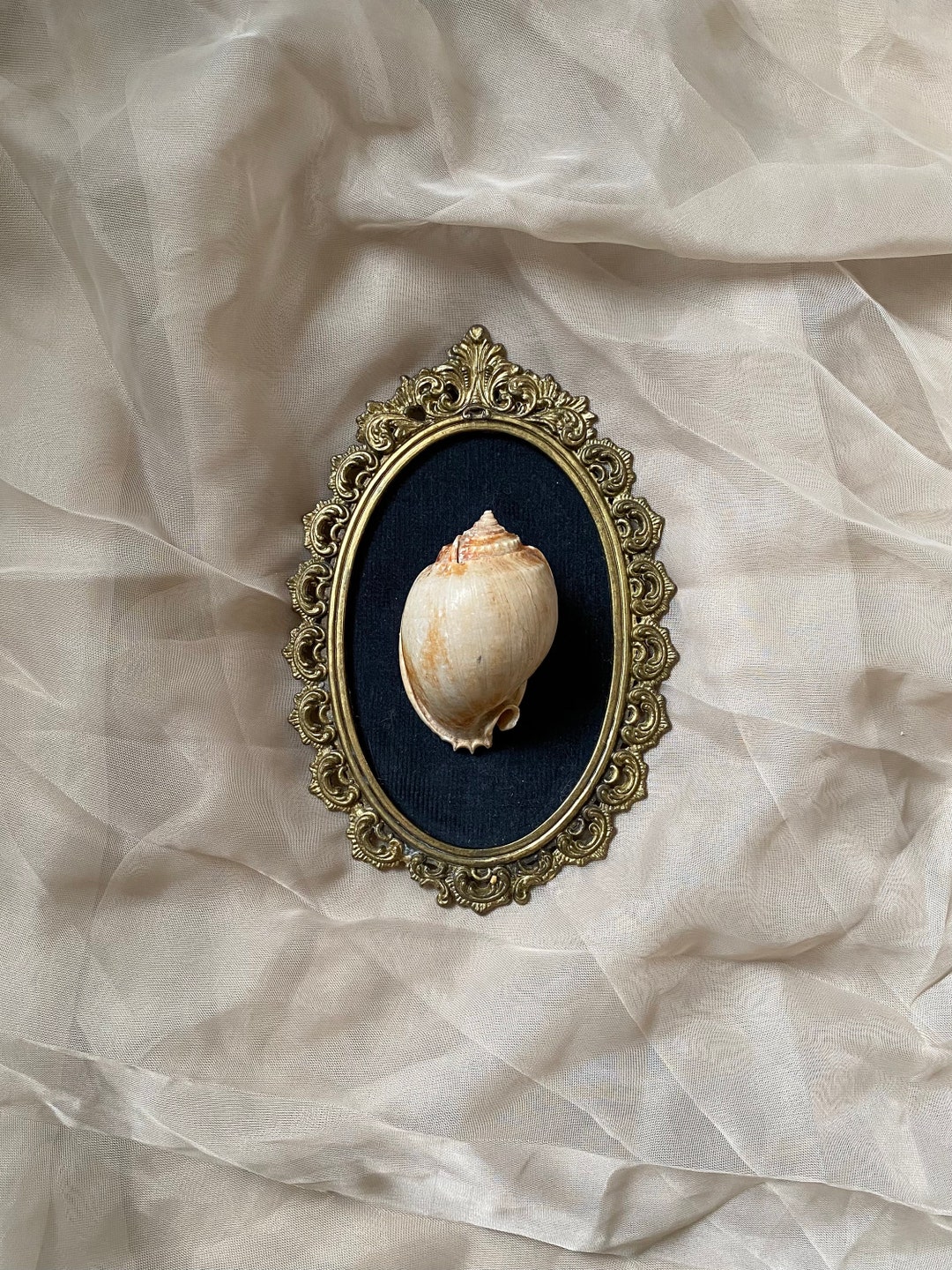Real and Large phalium Glaucum Shell Mounted on an Old Frame - Etsy