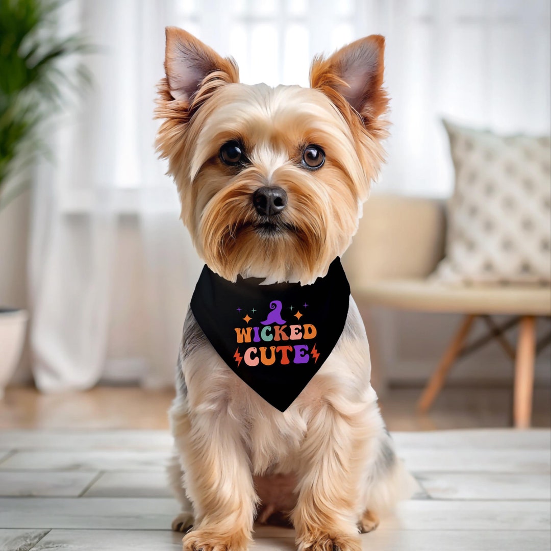 Wicked Cute Pet Bandana Collar, Cute Halloween Collar for Dog, Witch ...