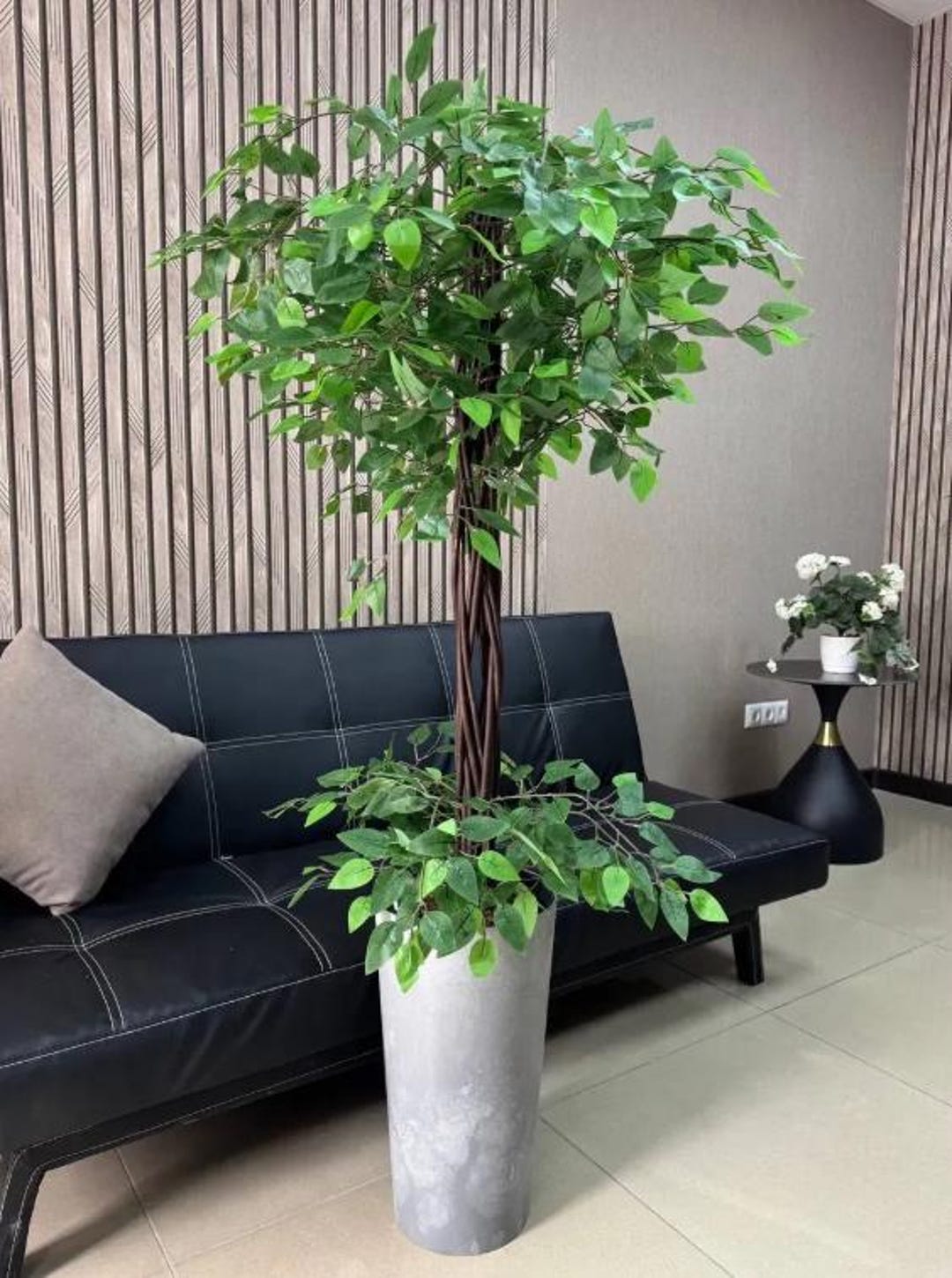 Live Ficus Benjamina Weeping Fig Braided Tree Pot - Indoor Ornamental ...
