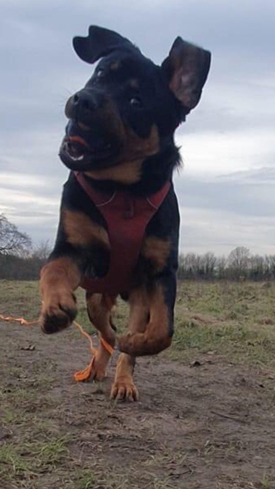 2024 Rottweiler Calendar Slim Vertical 14.8 X 40 Cm 12 Months of ...