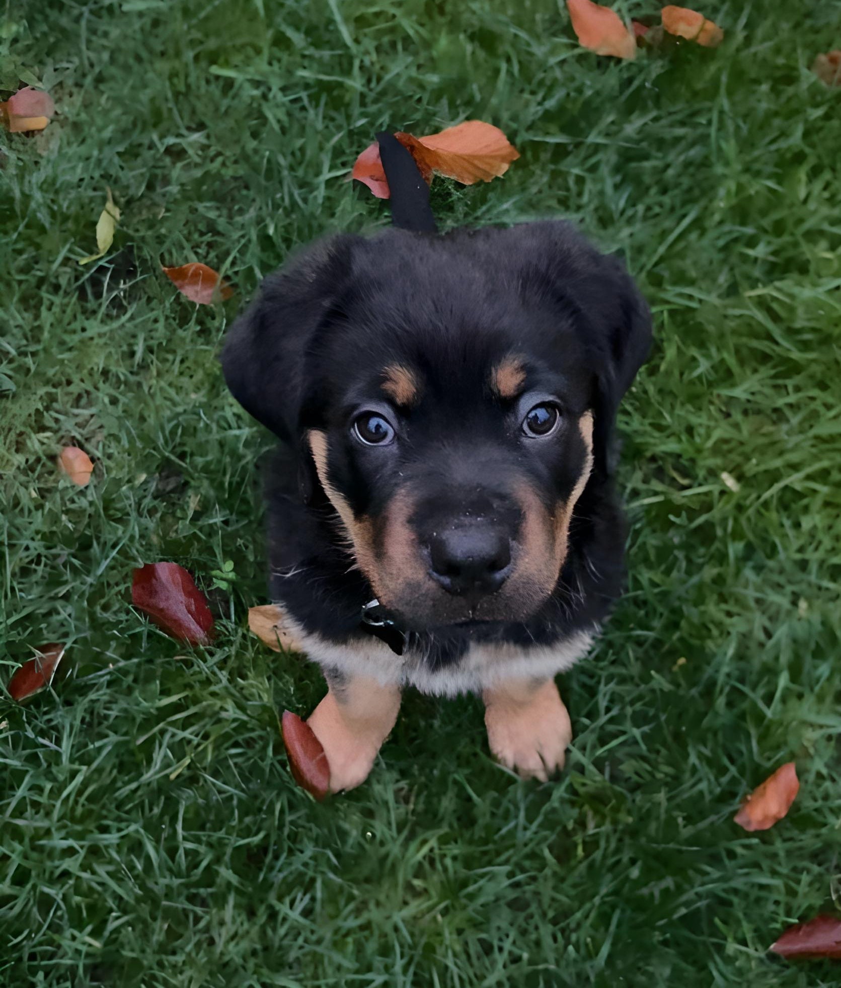 2024 Rottweiler Calendar Slim Vertical 14.8 X 40 Cm 12 Months of ...