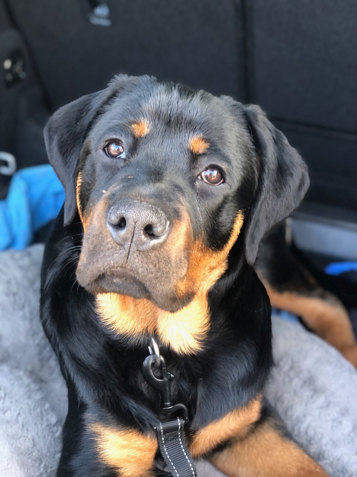 2024 Rottweiler Calendar Slim Vertical 14.8 X 40 Cm 12 Months of ...