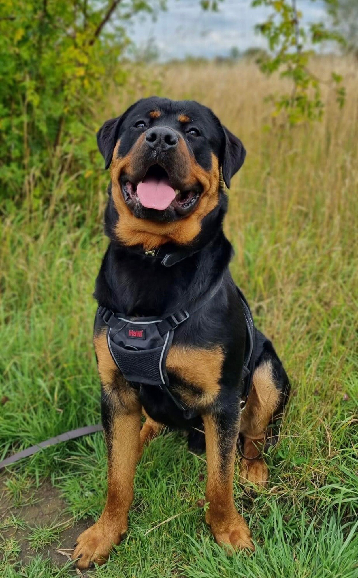 2024 Rottweiler Calendar Slim Vertical 14.8 X 40 Cm 12 Months of ...