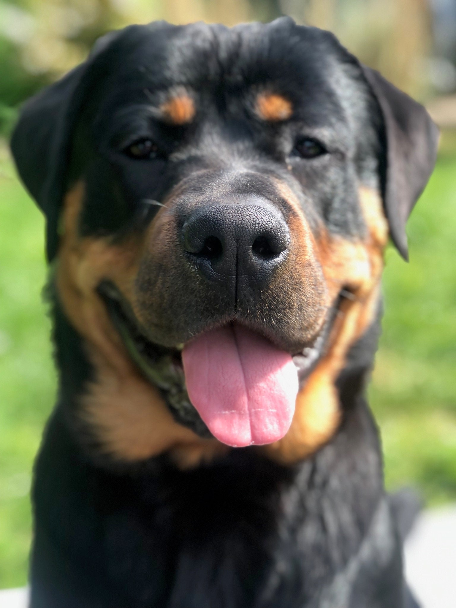 2024 Rottweiler Calendar Slim Vertical 14.8 X 40 Cm 12 Months of ...