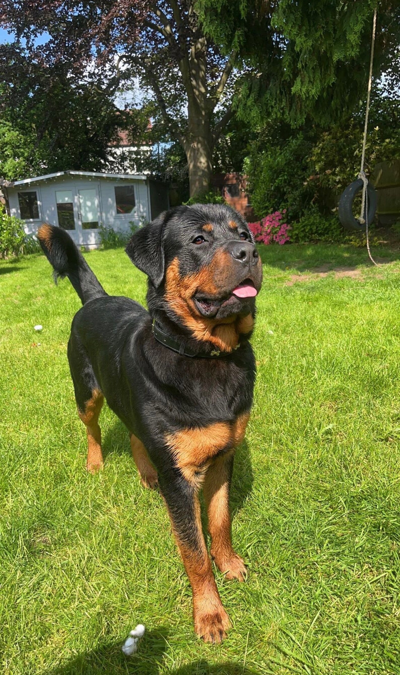 2024 Rottweiler Calendar Slim Vertical 14.8 X 40 Cm 12 Months of ...