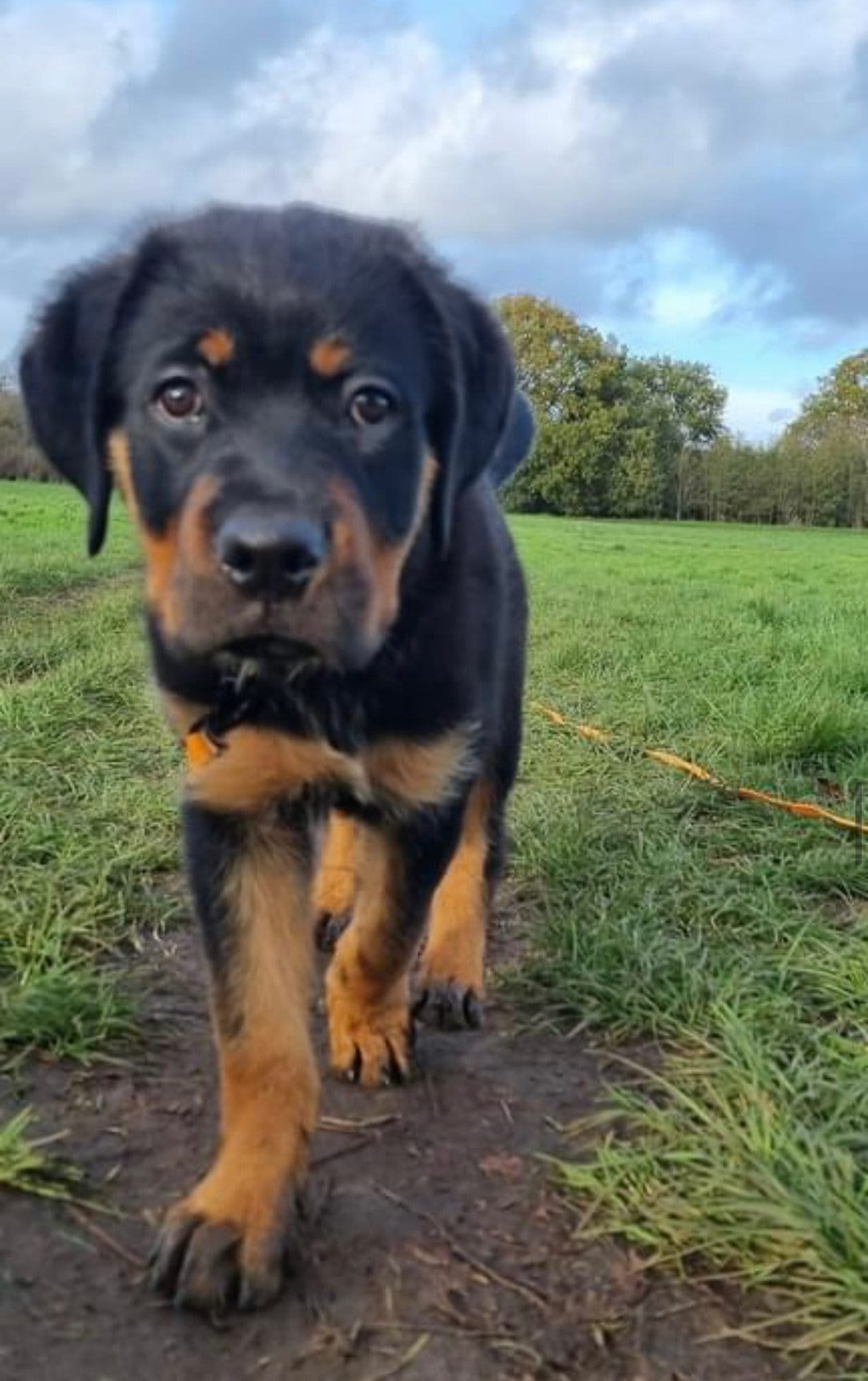 2024 Rottweiler Calendar Slim Vertical 14.8 X 40 Cm 12 Months of ...