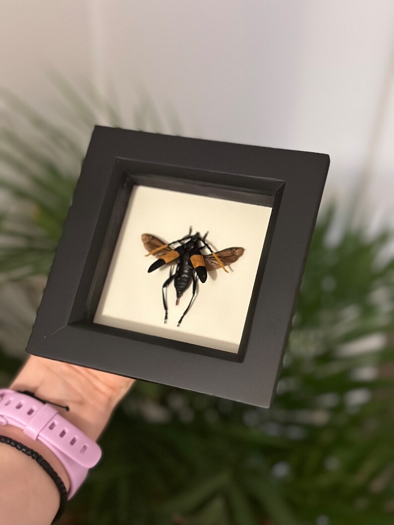 Longhorn Beetle in Shadow Box Frame, Insect Taxidermy Art, Real Framed ...