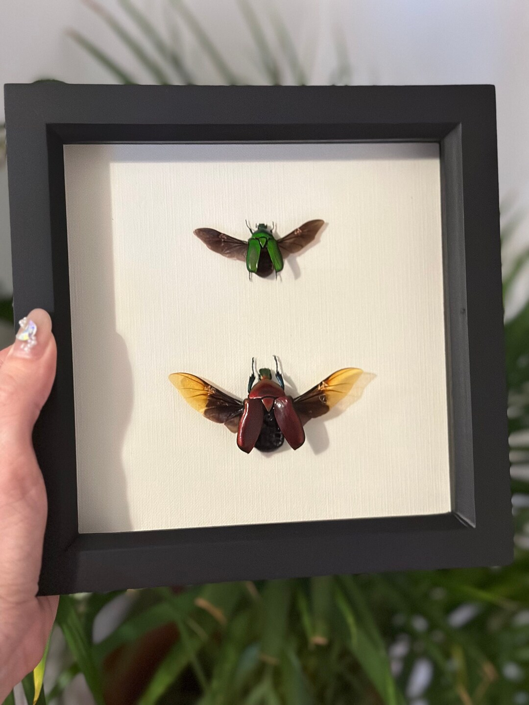 Insect Taxidermy Art - Flower Beetles Pair in Shadow Box Frame, Real ...