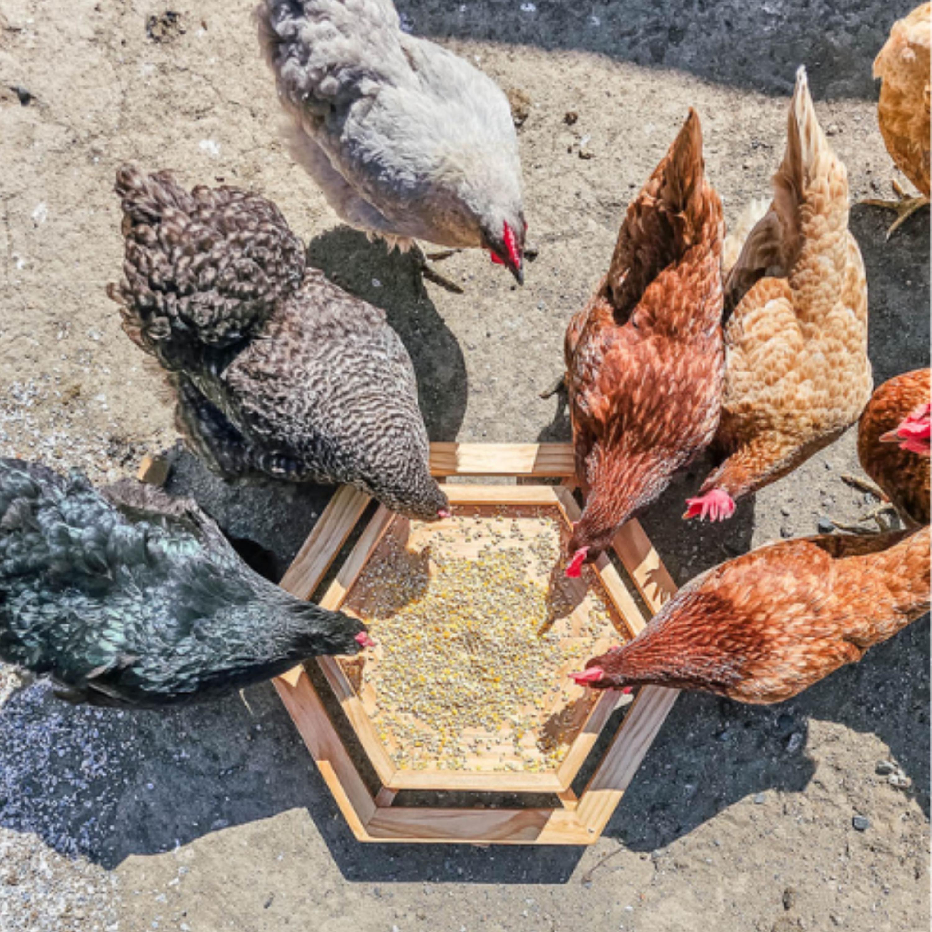 DIY Chicken Feeder Plan, Octagon Wood Poultry Feeder Blueprint, Digital ...