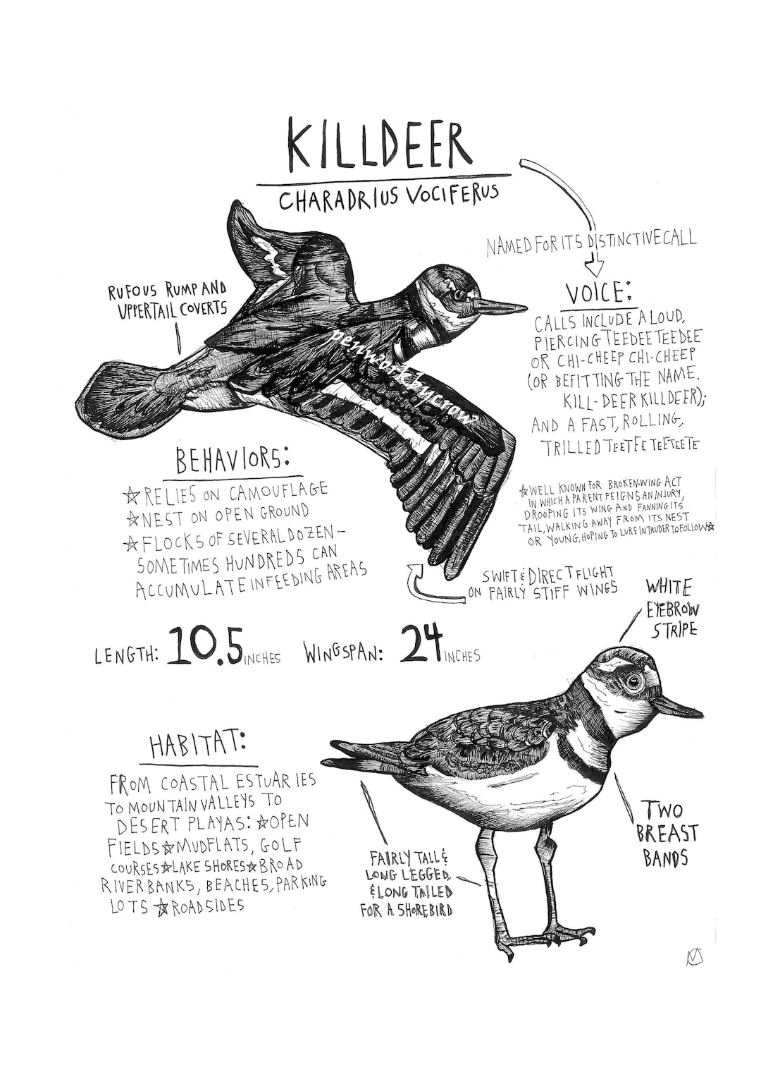 Killdeer, Bird, Bird Illustration, Black and White, Detailed ...