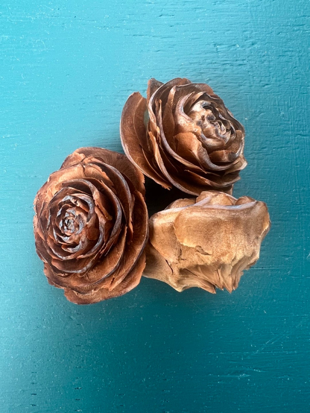 MEDIUM Cedar Rose Cones, Rosette Pine Cones, Rose Pinecones, Deodara ...
