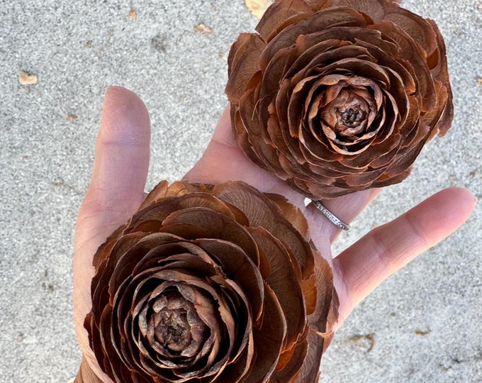 JUMBO Cedar Rose Cones, Rosette Pine Cones, Rose Pinecones, Deodara ...