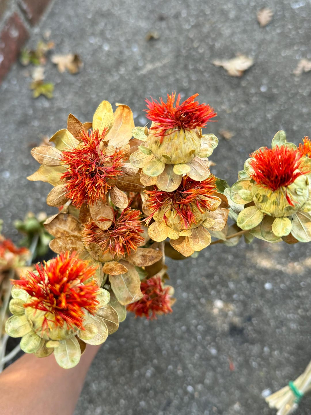 Dried Safflower Bunch Zanzibar for Fall Weddings, Decor, and Crafts - Etsy