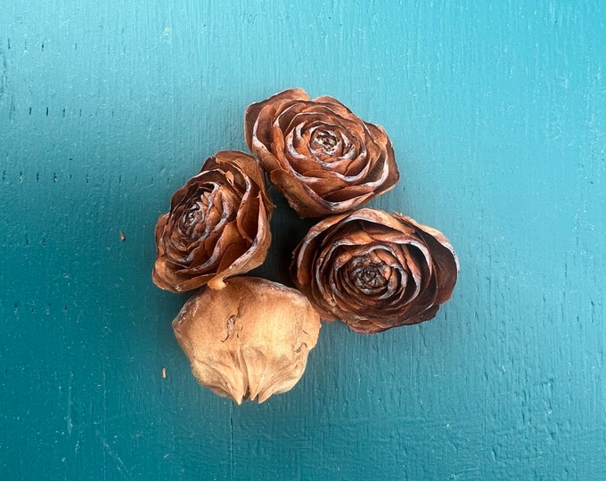SMALL Cedar Rose Cones, Rosette Pine Cones, Rose Pinecones, Deodara ...