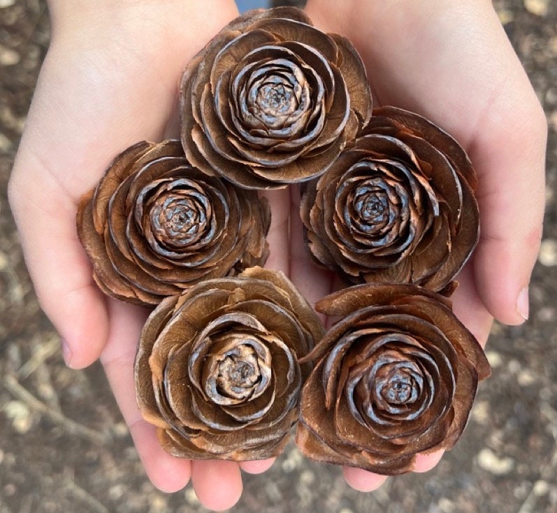 MEDIUM Cedar Rose Cones, Rosette Pine Cones, Rose Pinecones, Deodara ...